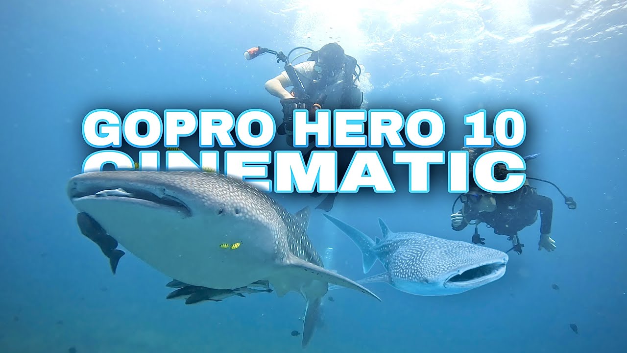 Gopro Hero 10 4k Cinematic diving with Whale Sharks - YouTube