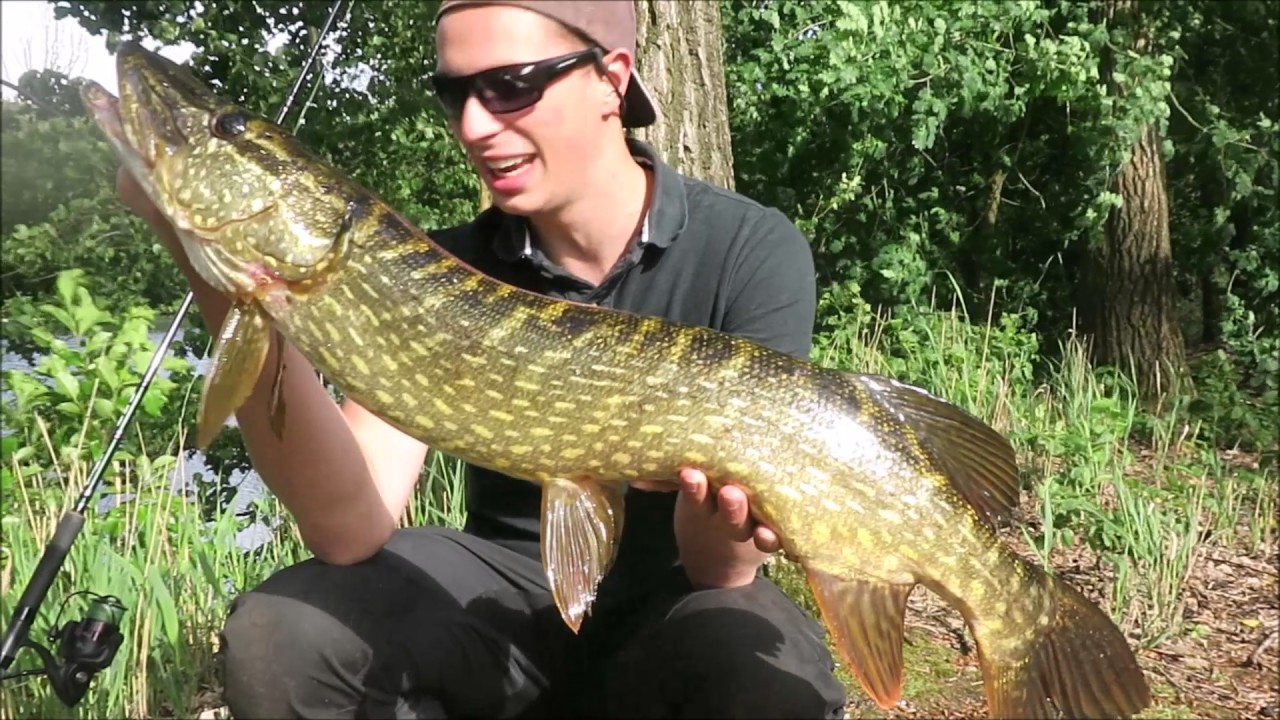 Pike Squad: Hybrid pike Catches Pike like it's Nothing!! - YouTube