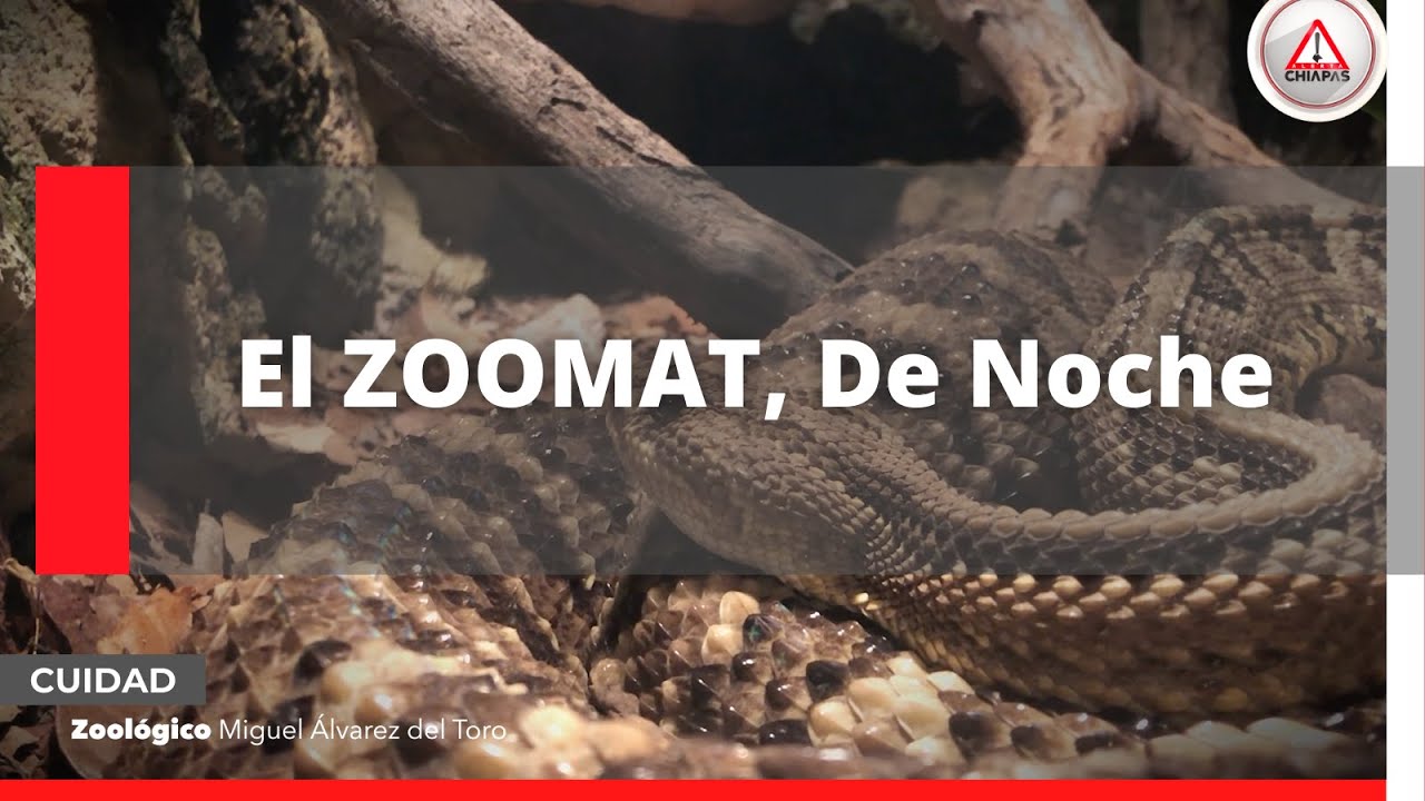 El ZOOMAT, de noche - YouTube