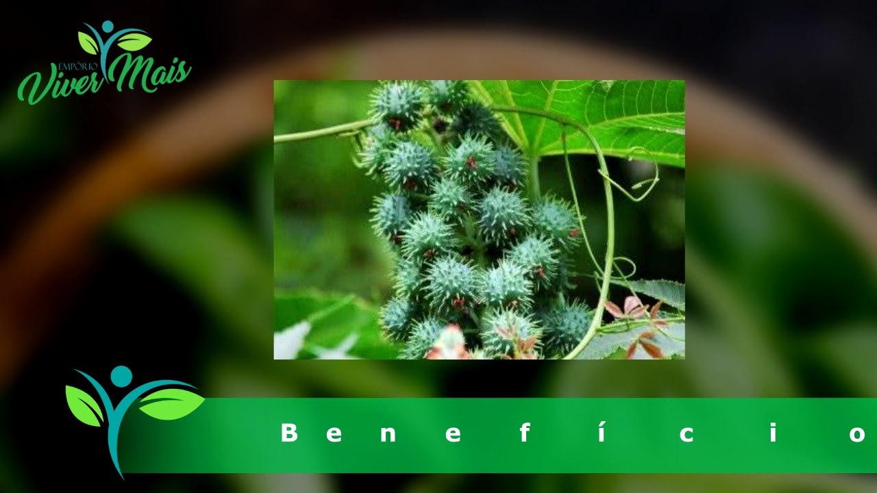 Benefícios e Propriedades da Mamona - YouTube