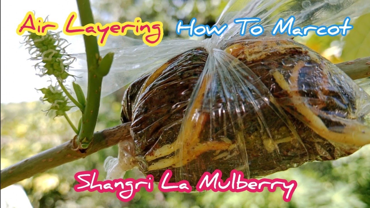 How To Marcot Shangri La Mulberry #kaprobinsya #mulberry # ...