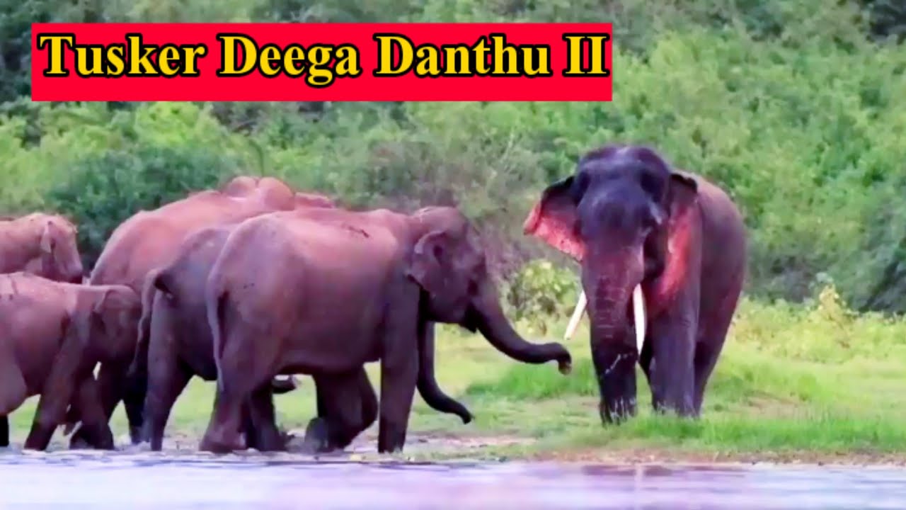 Tusker Deega Danthu II / Kala Wewa National Park Sri Lanka - YouTube