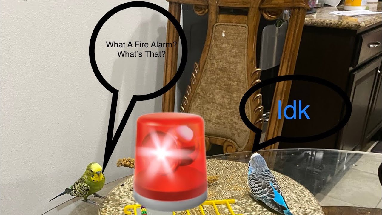 My Birds Reaction To A Fire Alarm 🚨 - YouTube