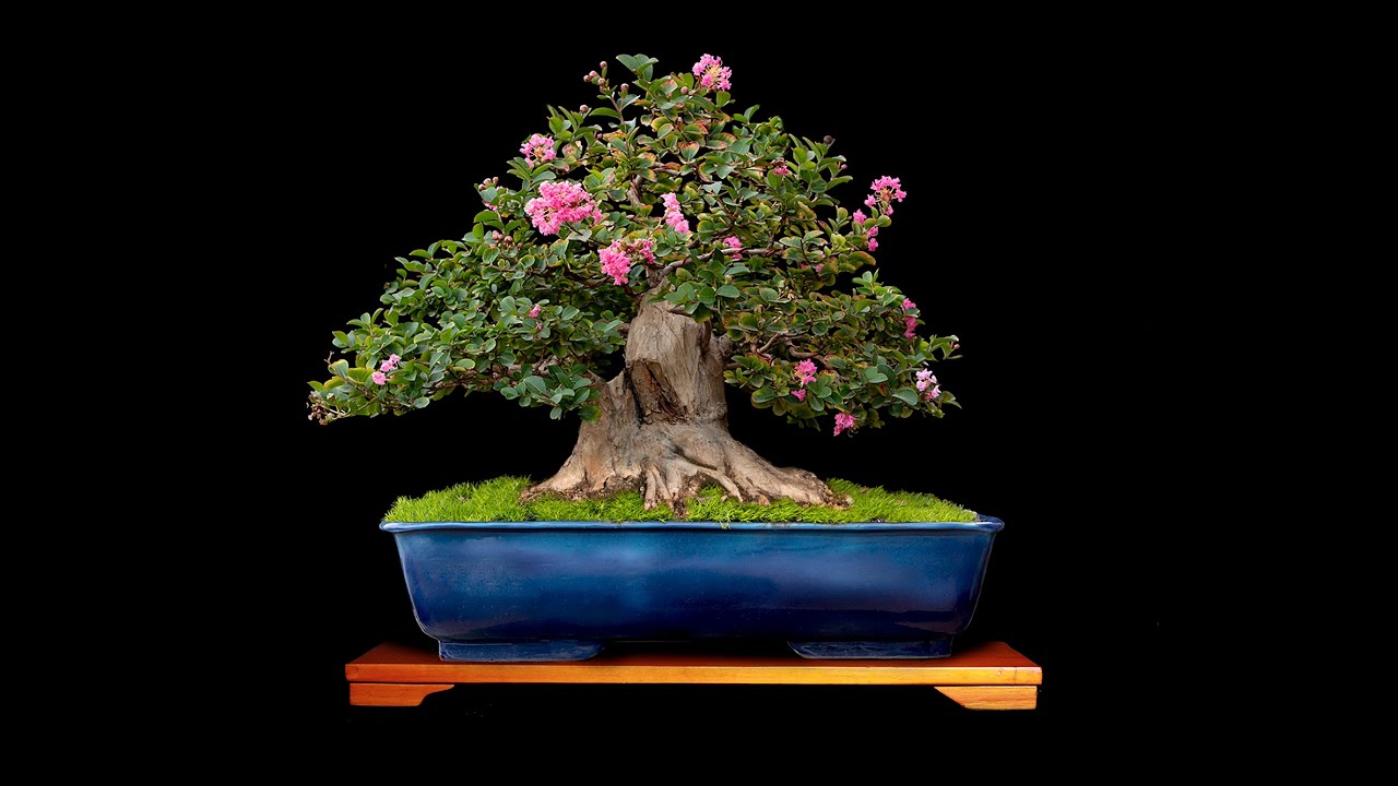 Diseño Bonsai Jupiter 50 años proceso - YouTube