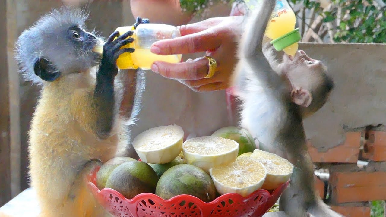 Niki and Miki enjoy drinking fruit juice orange juice - YouTube