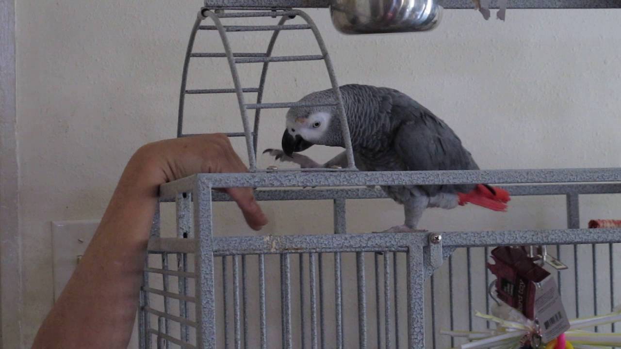 African Grey Parrot, Cosmo 2 - YouTube