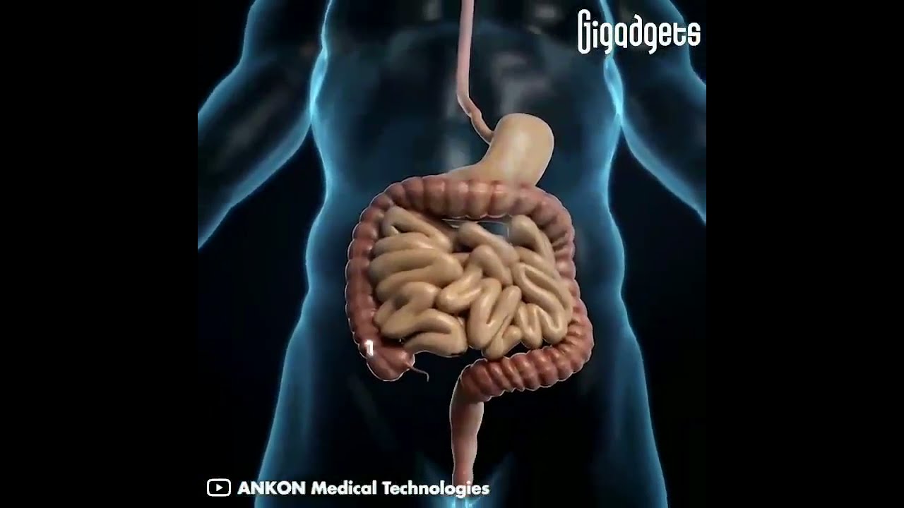 “This robot can ease your nerve when you have a stomach check The ...