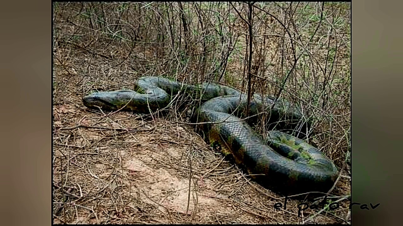 LA LEYENDA DE LA SACHAMAMA - YouTube