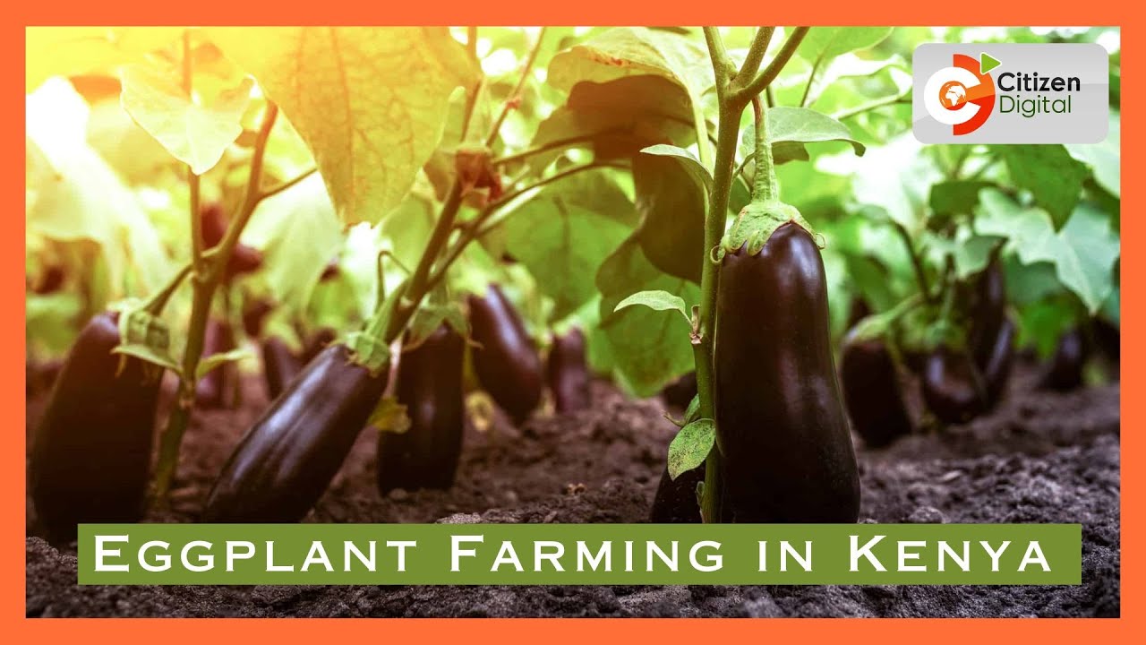 | Kenya's Gold | Eggplant Farming in Kenya - Gold Feature - YouTube