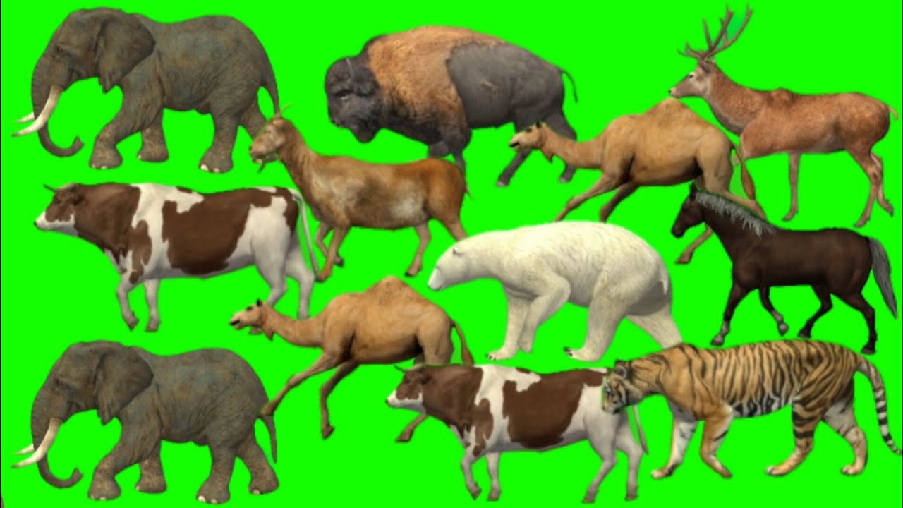 Green screen animals video | Animals zoo video | Animals stampede video ...