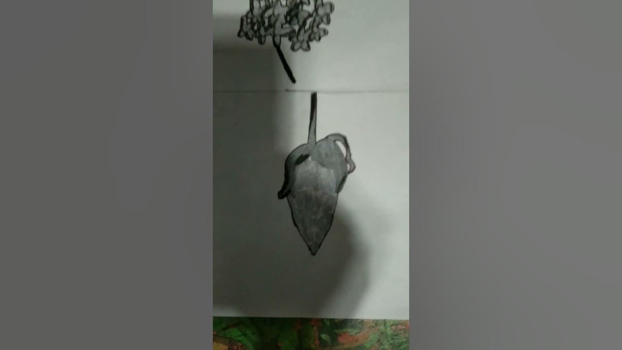 Drawing Philippine Flower Waling-Waling / Tayabak / Kapa-Kapa / Nilad - YouTube