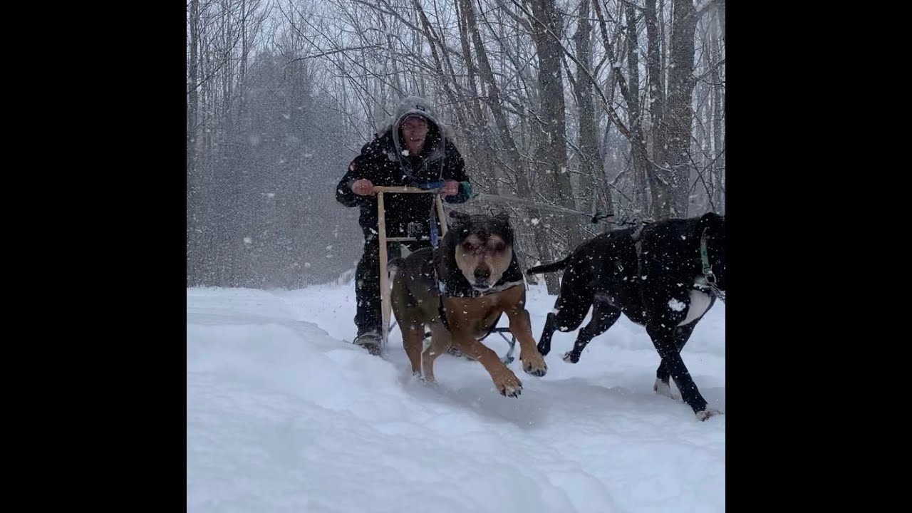 Kick Sled Dogs Teaser Trailer 2021 - YouTube