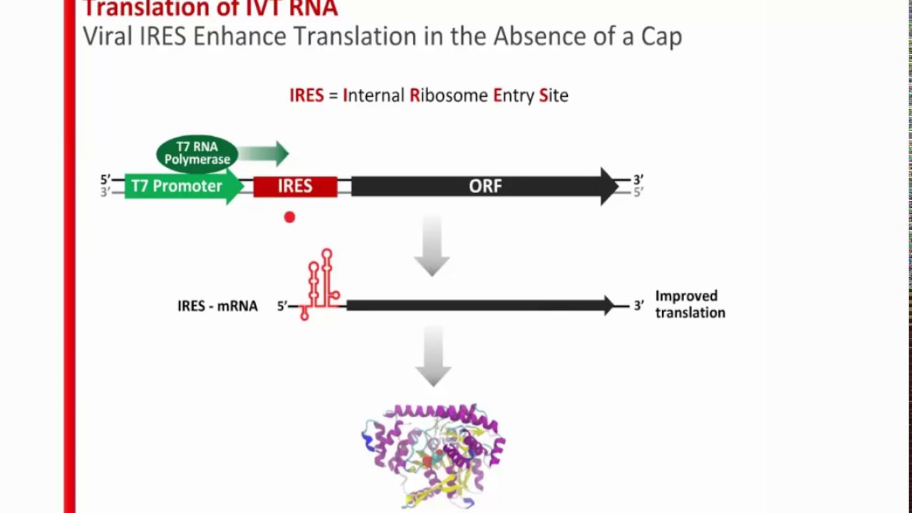 Leveraging the Power of In Vitro Transcription - YouTube