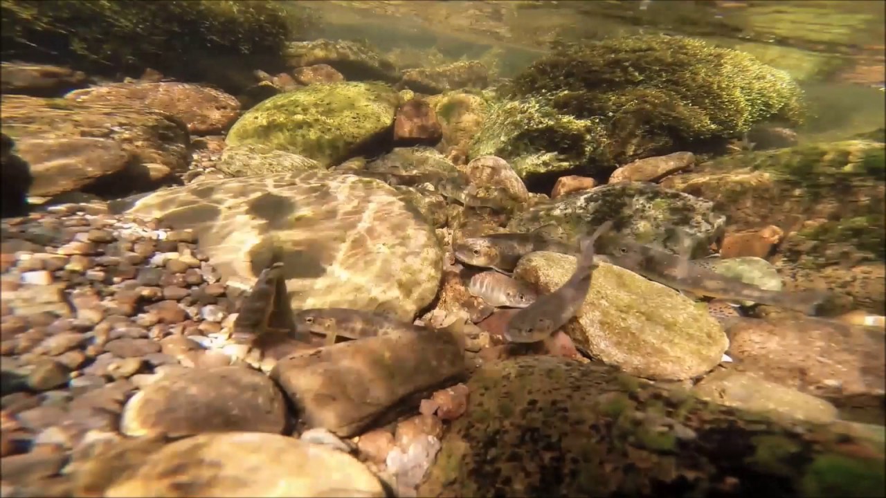 Forth Rivers Trust - Science - Allan Water fish survey release - YouTube
