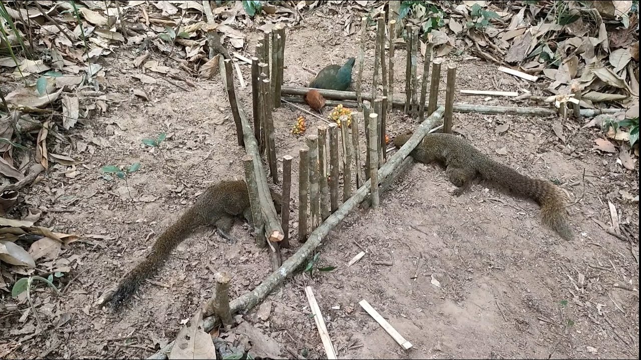 Wild Trap: Create an awesome traps to catch bird and mouse in the ...