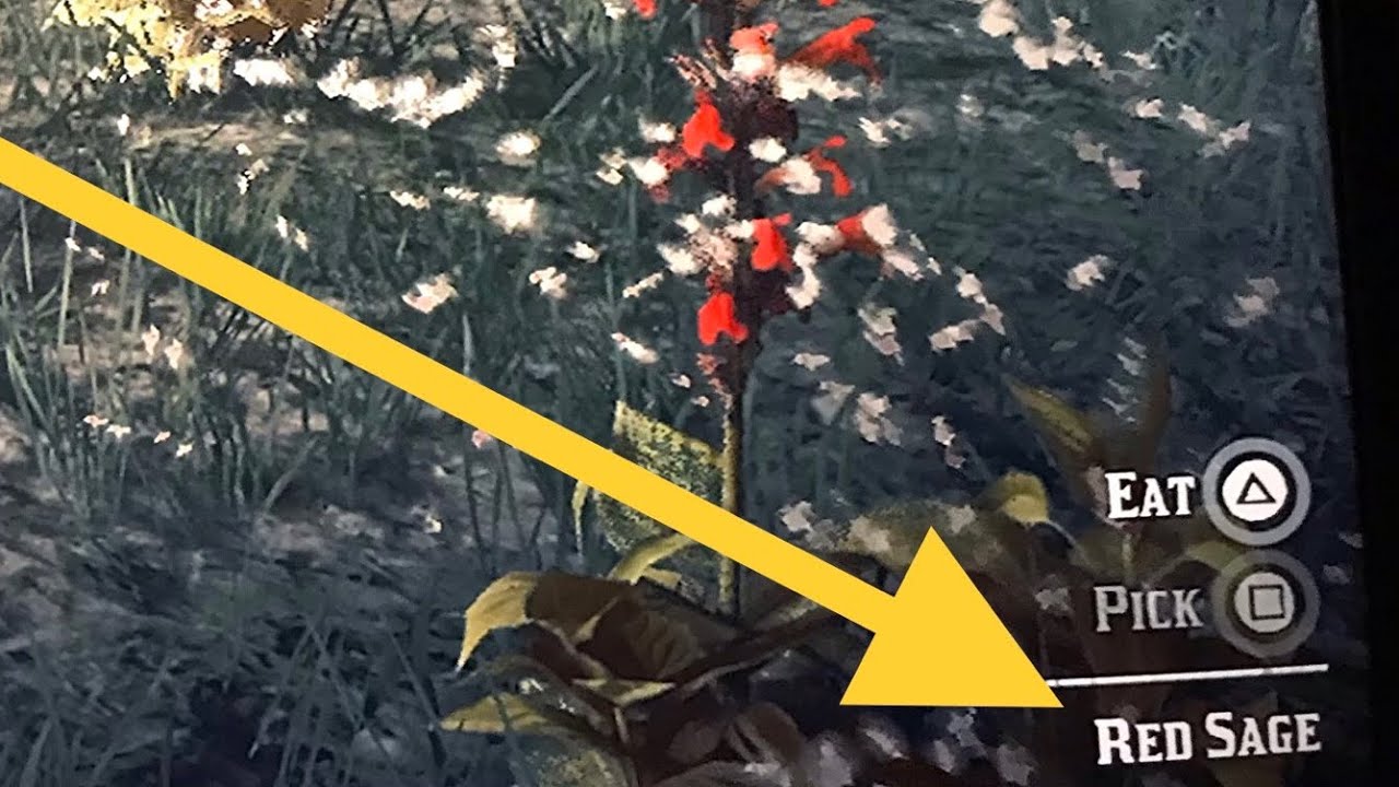 [RDR2] OVER 20 RED SAGE LOCATIONS - YouTube