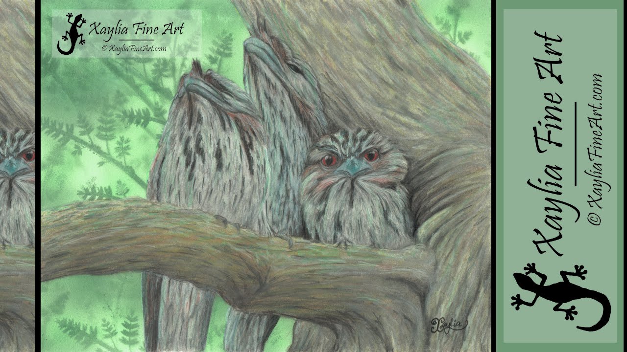 Extended Tutorial: "Two's Company" how to draw Tawny Frogmouth Birds in ...