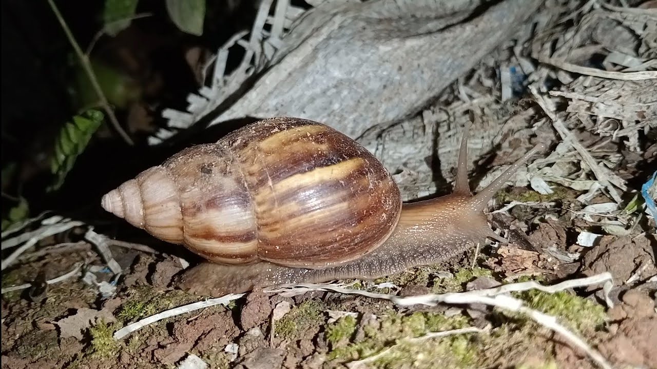 snails siput bekicot - YouTube