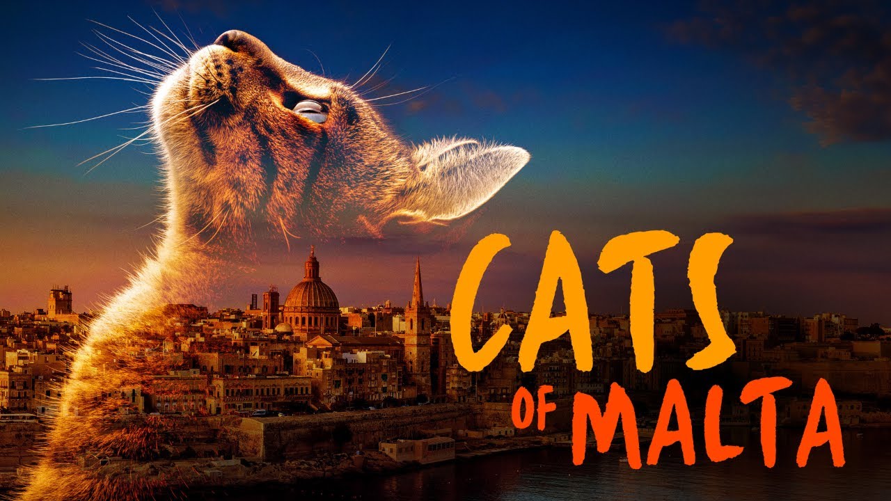 Cats of Malta US Movie Trailer 2023 | Nexus Production Group - YouTube
