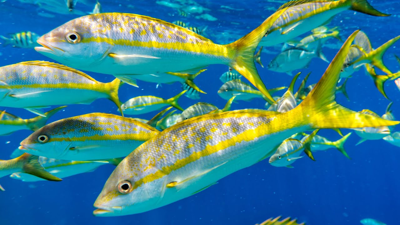 TASTY TUESDAY is BACK! Pan Seared YellowTail Snapper w/ Home Made ...