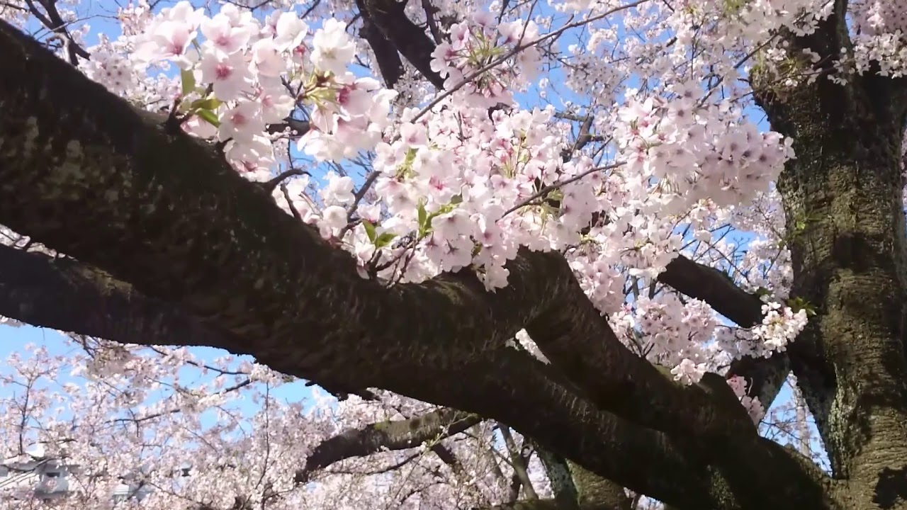 Amazing cherry blossom (Sakura in toyama japan) - YouTube