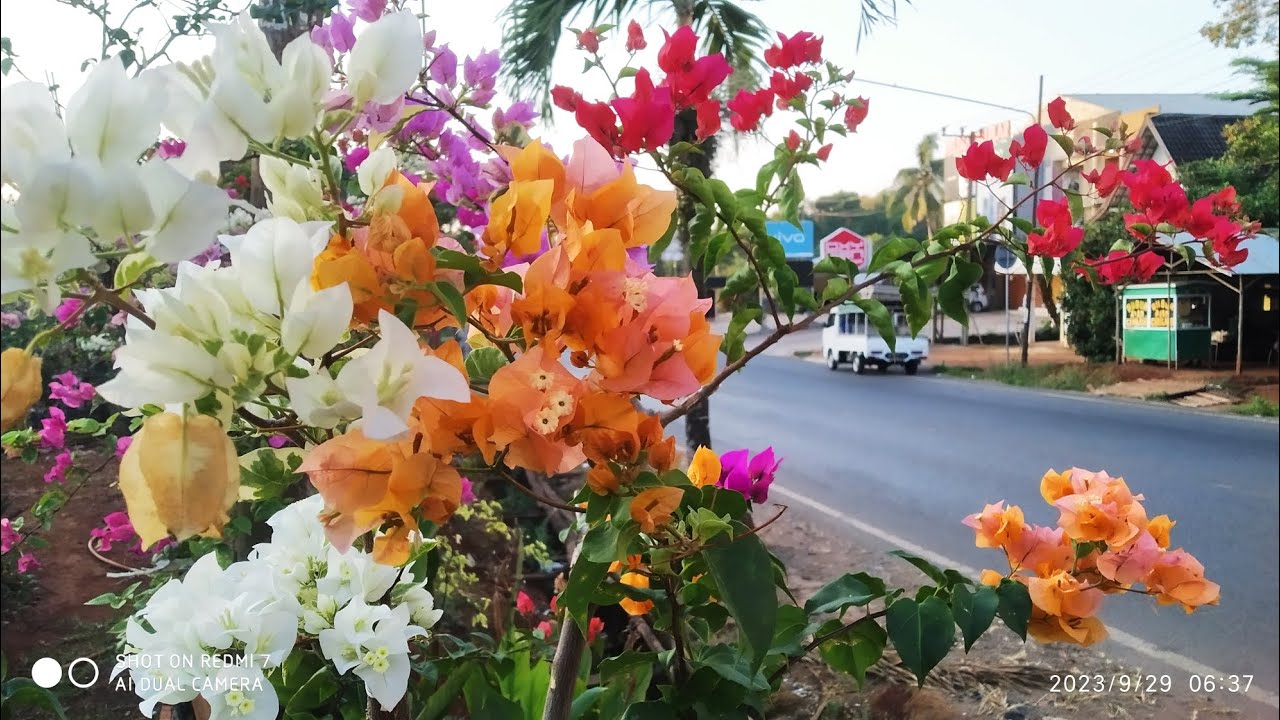 KE INDAHAN TANAMAN BUNGA BUGENFIL/BUNGA KERTAS PELAIHARI TANAH LAUT ...