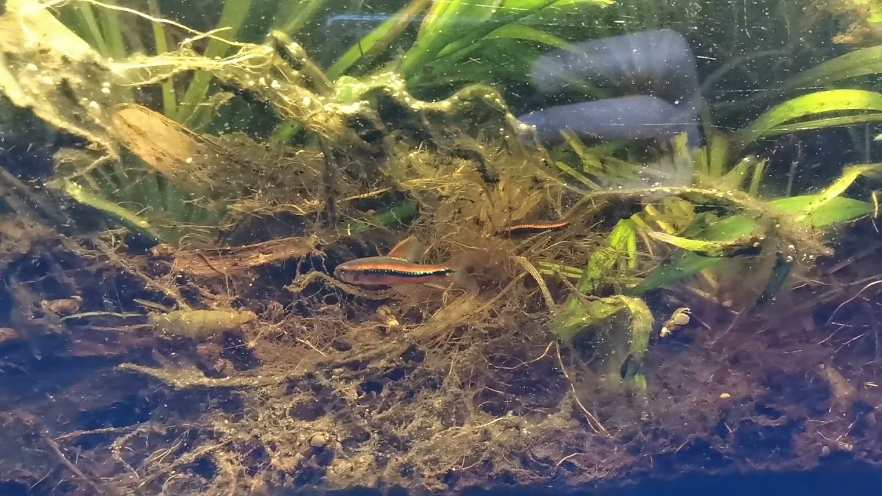 Black Morpho Tetra (Poecilocharax weitzmani) - January, 2021 - YouTube