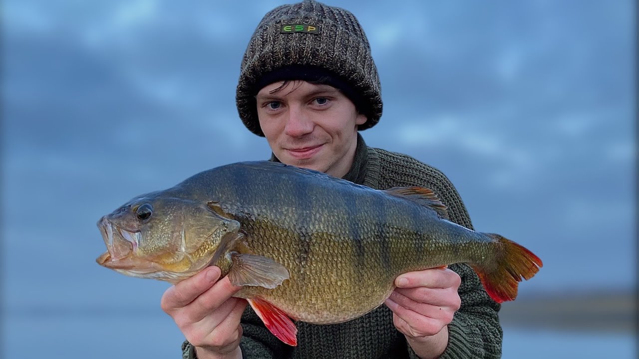 HOW to catch BIG PERCH - YouTube