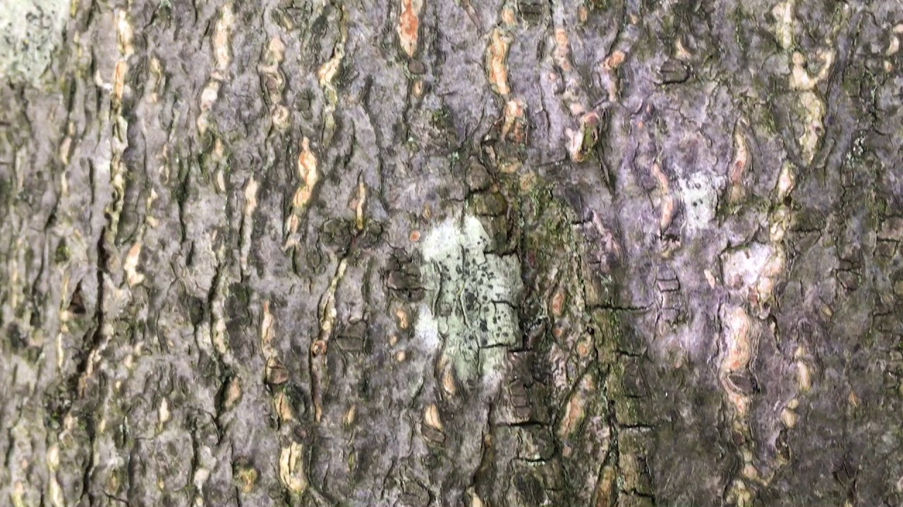 Prunus Padus Bark