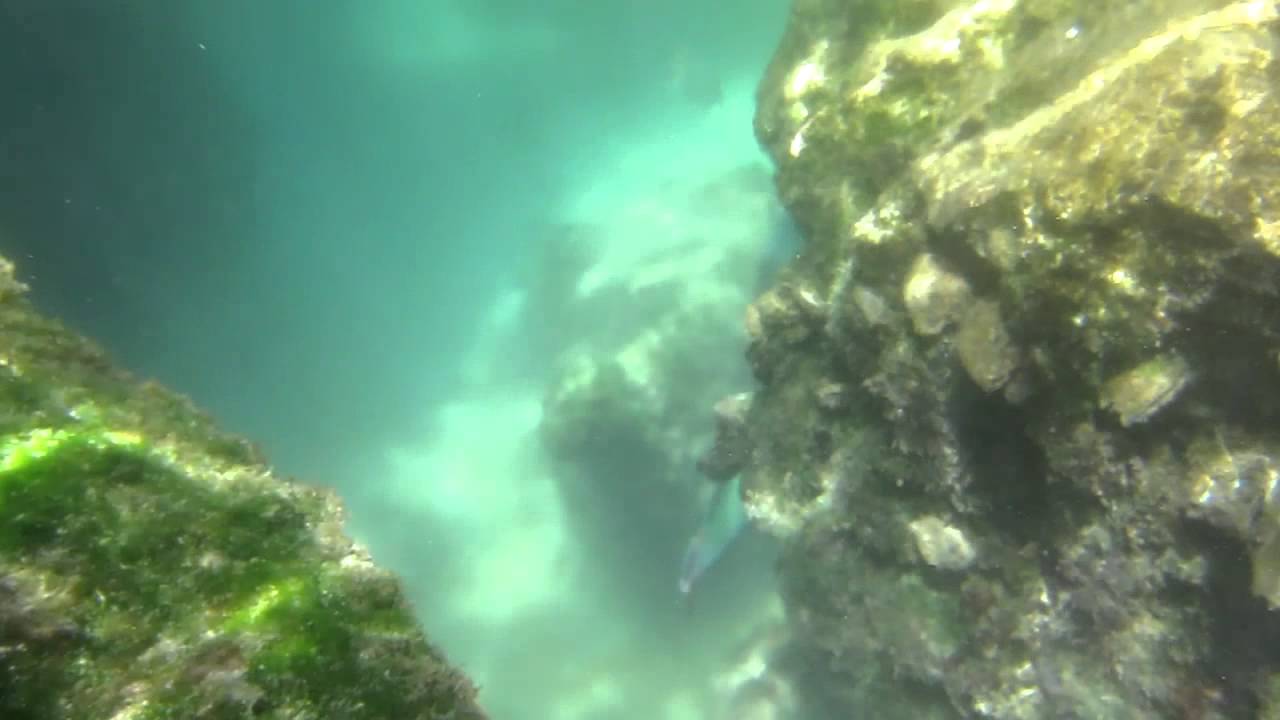 201210 - Xel-Ha, Mexico Lagoon Snorkeling, Rainbow Parrot Fish - YouTube
