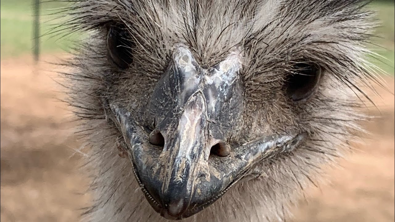Baby Emu Chicks Playing - YouTube