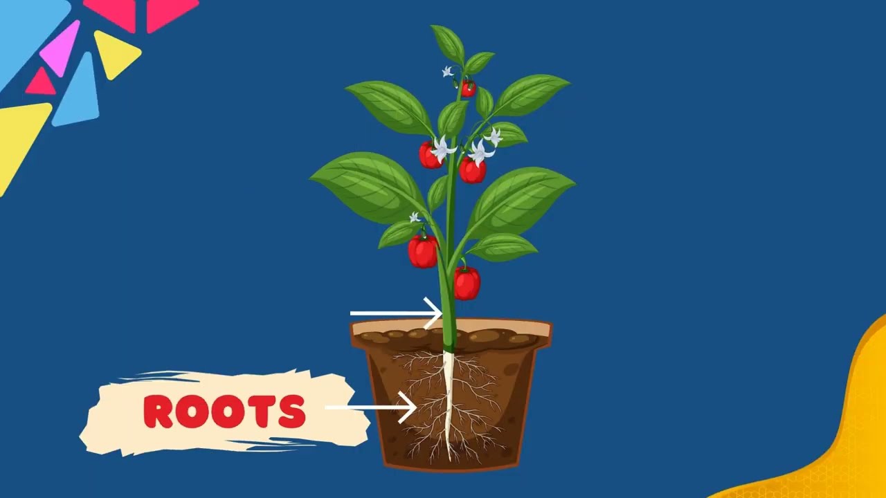 Parts of a plant | Plant parts - Roots stem leaf flower and fruit with ...