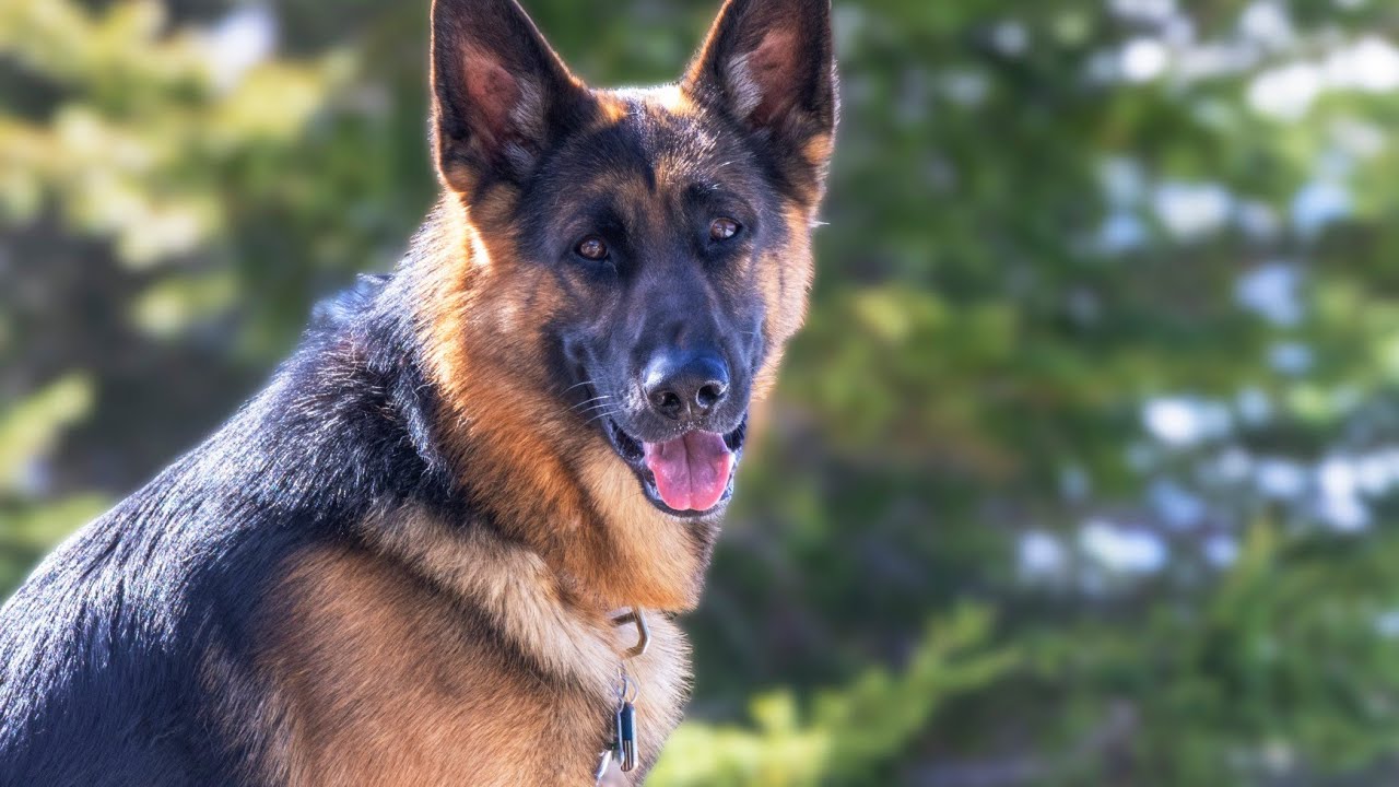 Hello Max live - YouTube