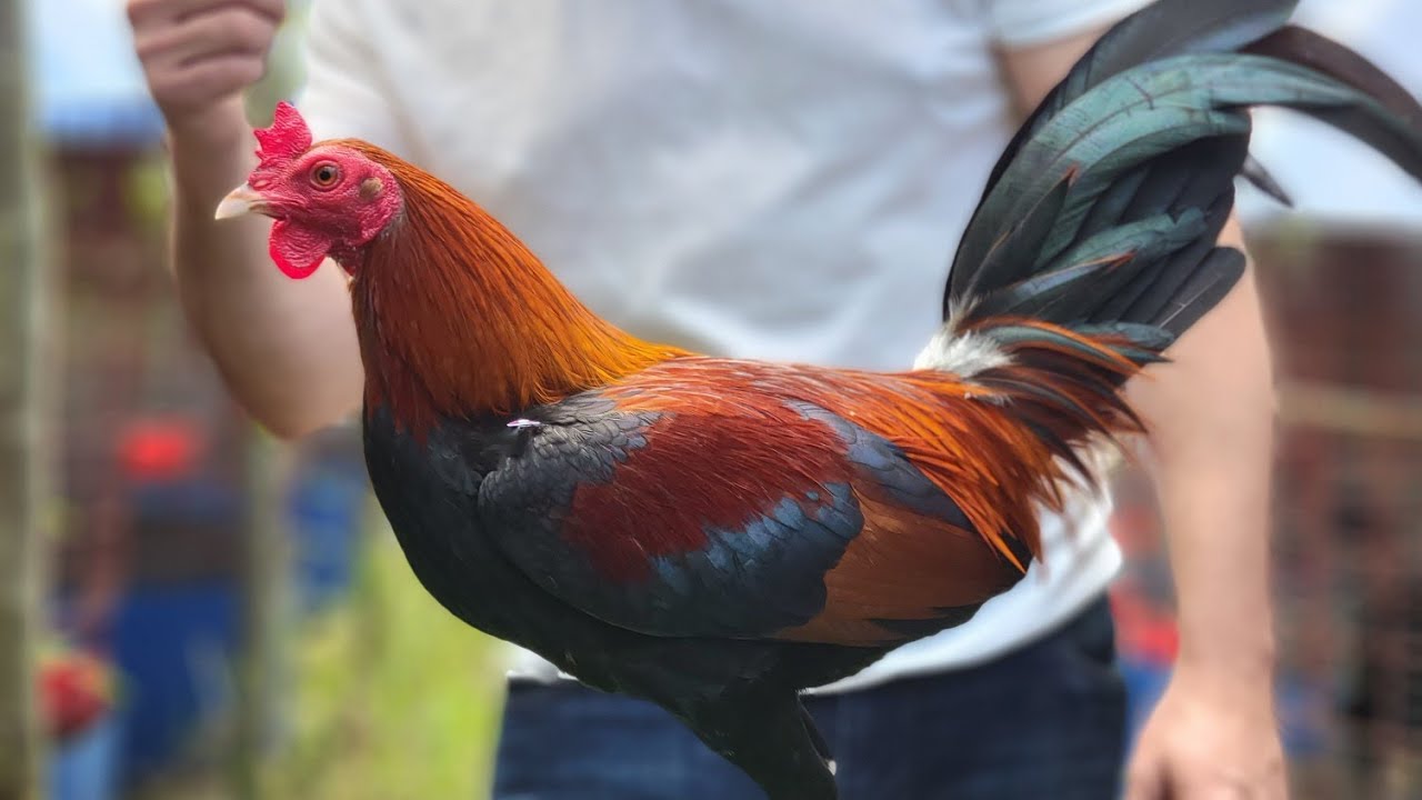 DE VISITA DONDE TRABA EL MACHERO - YouTube