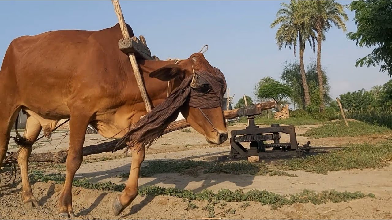 Gear Tokka Machine| Old Punjab Village Culture| Oxen Driven Old Fodder ...