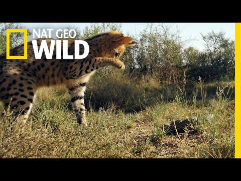 African Serval Jumping