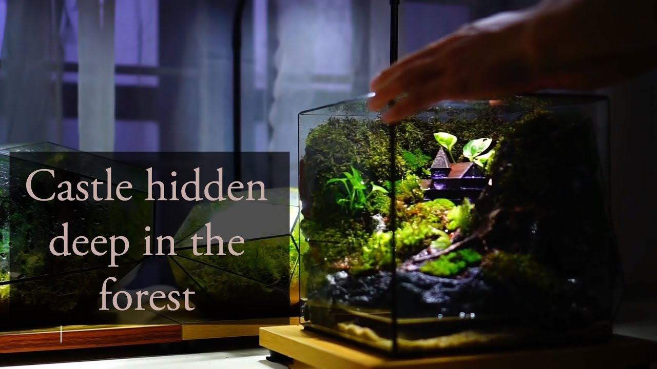 Relax with a terrarium: Castle hidden deep in the forest - YouTube
