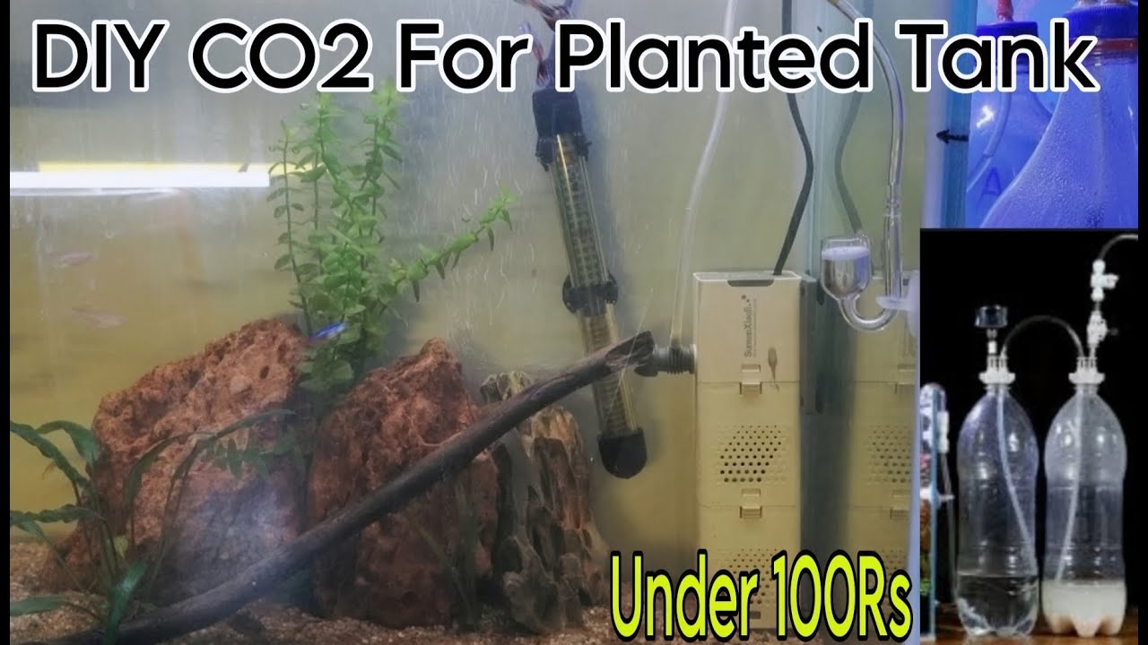DIY Co2 for Planted Tank Under ₹100 | DIY Co2 Using Citric Acid and ...