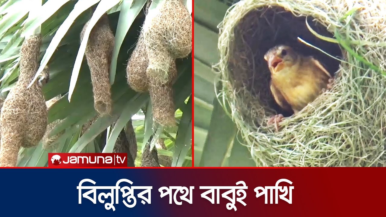 কালের বিবর্তনে হারিয়ে যাচ্ছে প্রাকৃতিক কারিগর বাবুই পাখি | Babui Bird ...