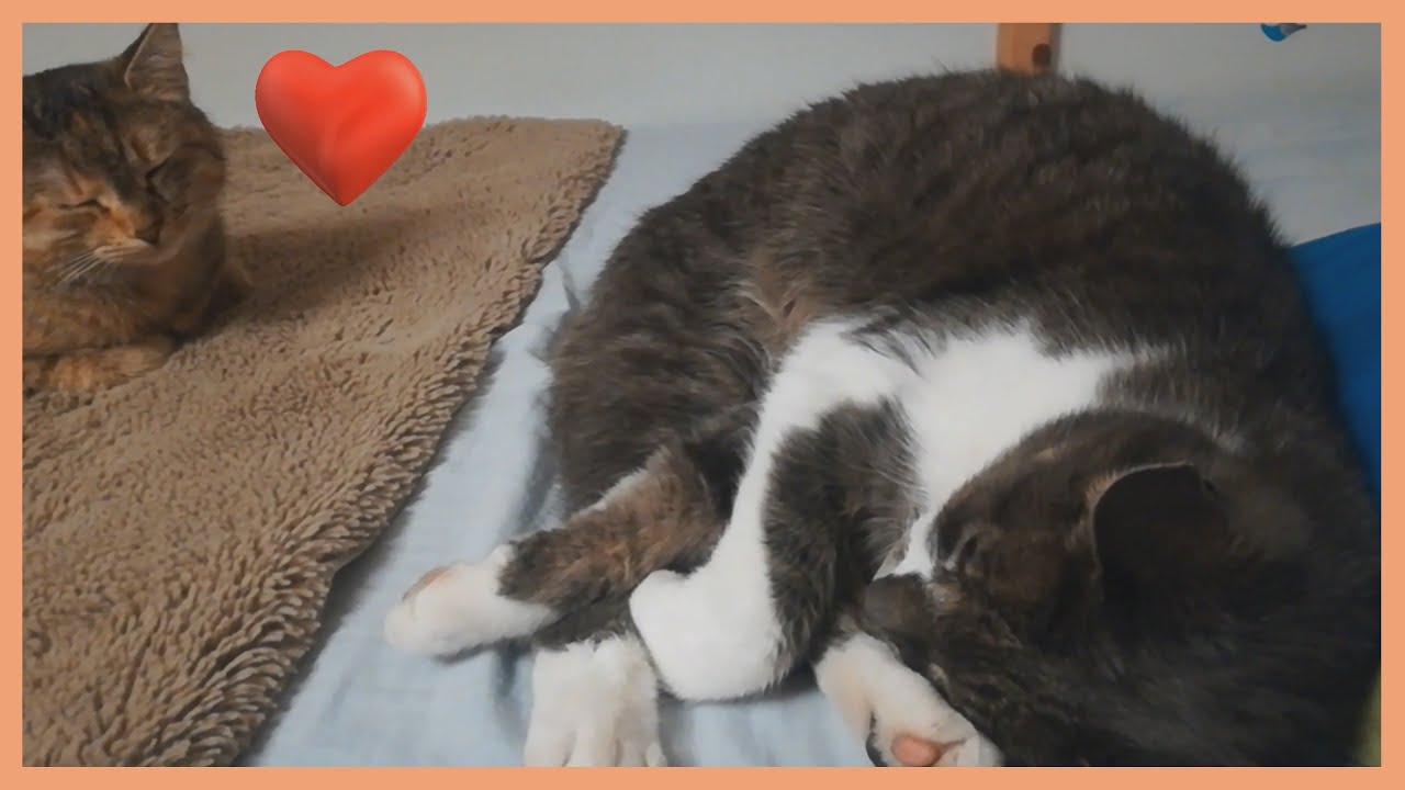 Sweet little cat Mimi 🐈 wants to sleep near Hobbes 猫ミミは他の猫の近くで寝たい - YouTube