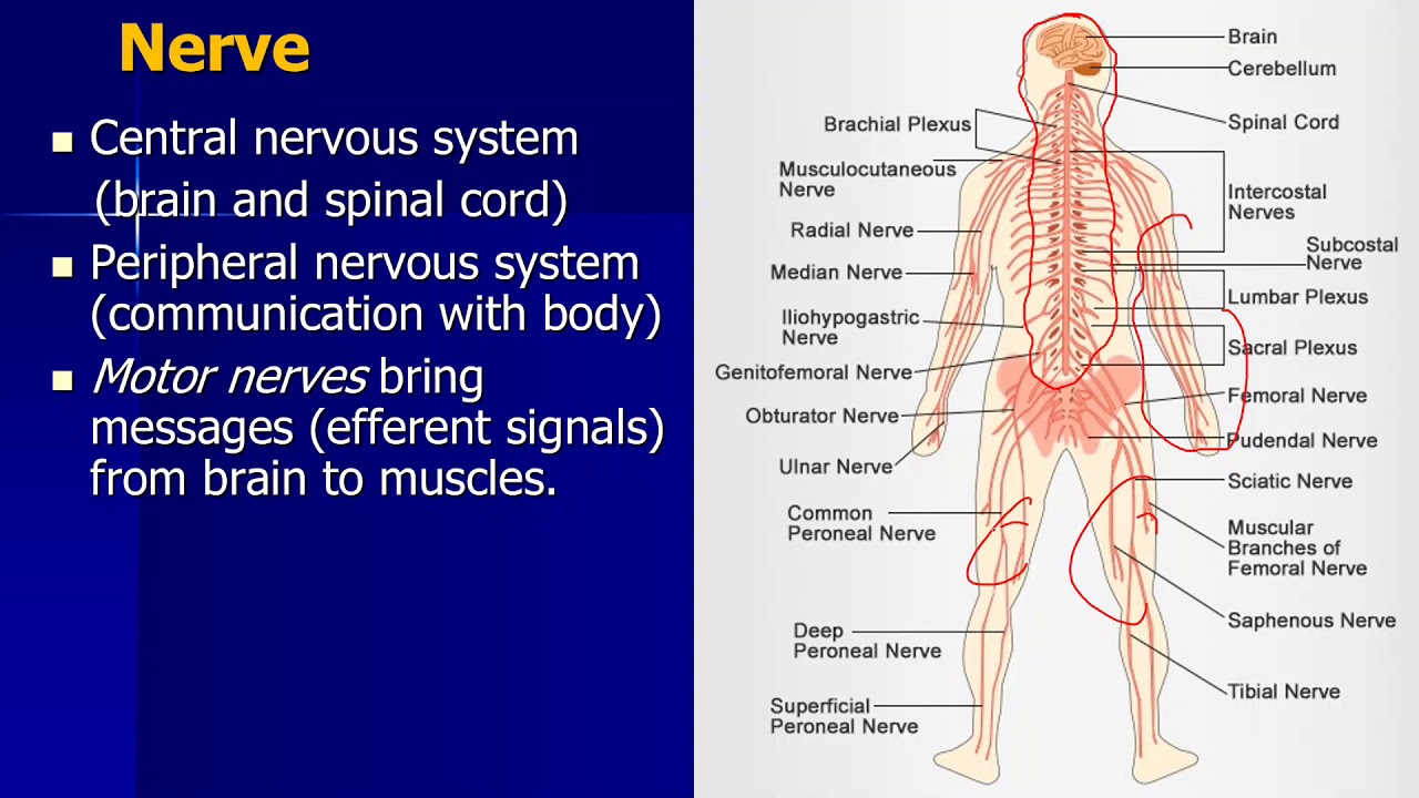 Introduction to the Nerves for Ergonomists - YouTube