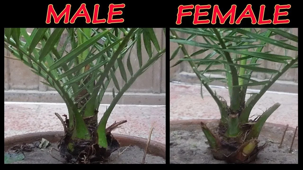 How to Differentiate Male and Female in Seed Grown Date Palm at Home ...