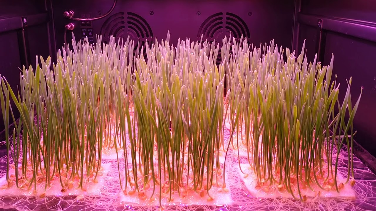 Indoor hydroponic wheatgrass. - YouTube
