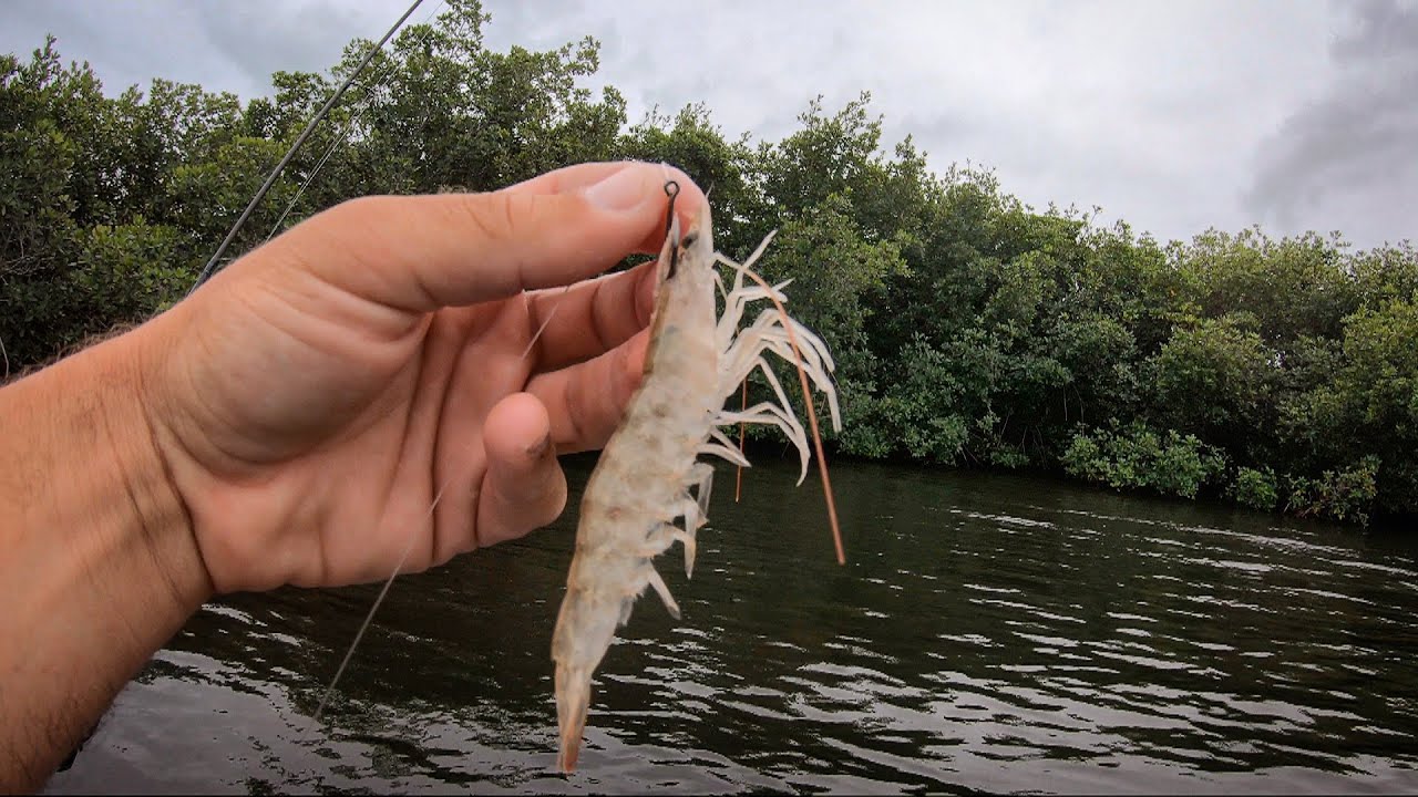 Winter Fishing LIVE SHRIMP in Florida Keys - YouTube