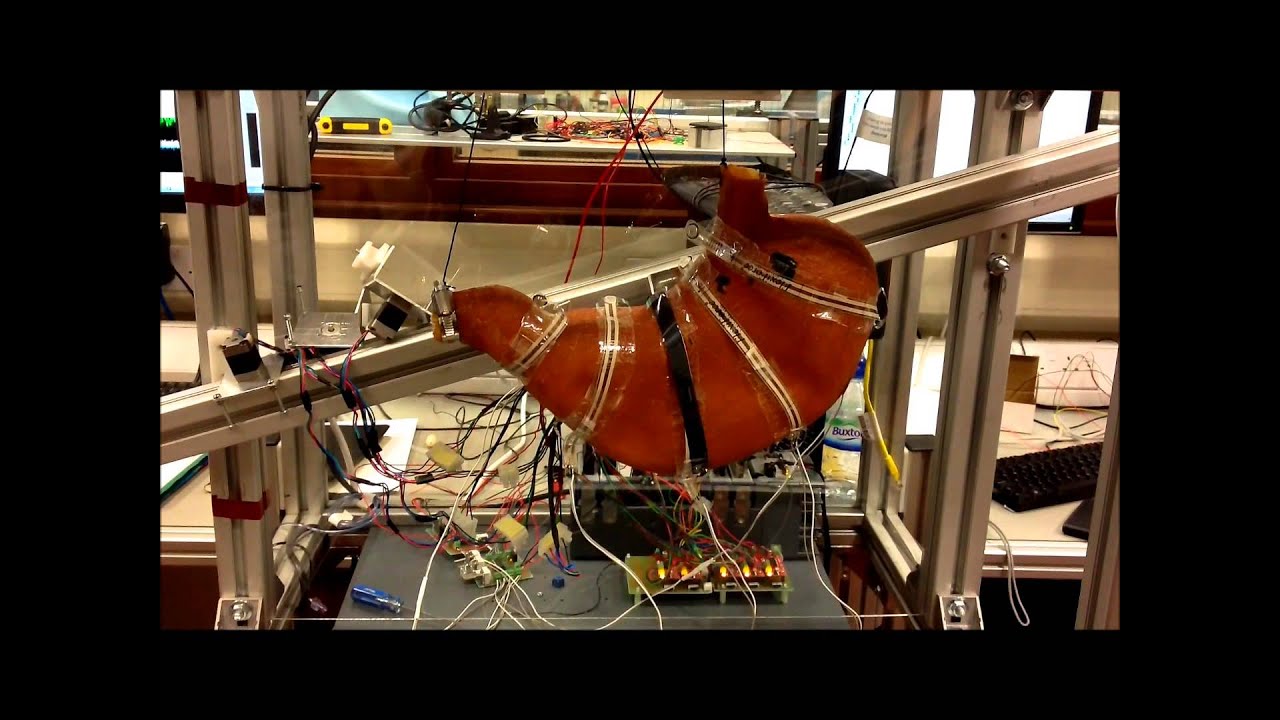 Replication of stomach contraction - YouTube