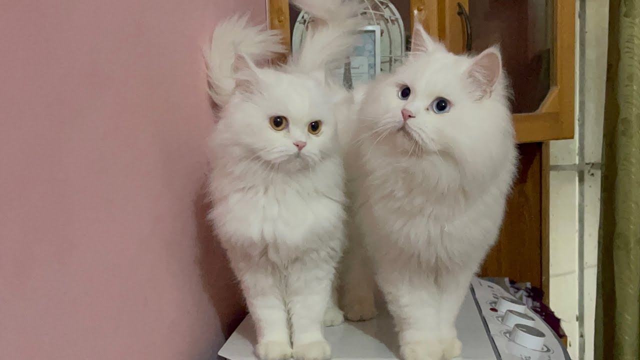 Adorable Cute Fluffy Cats playing Games ! Best Animals video ! Cute ...
