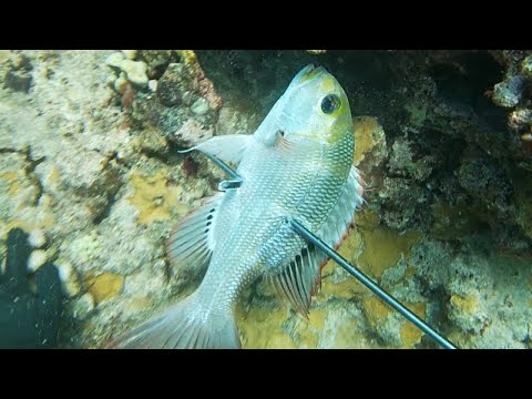 Spearfishing Hawaii Oahu | Munu, Mu - YouTube