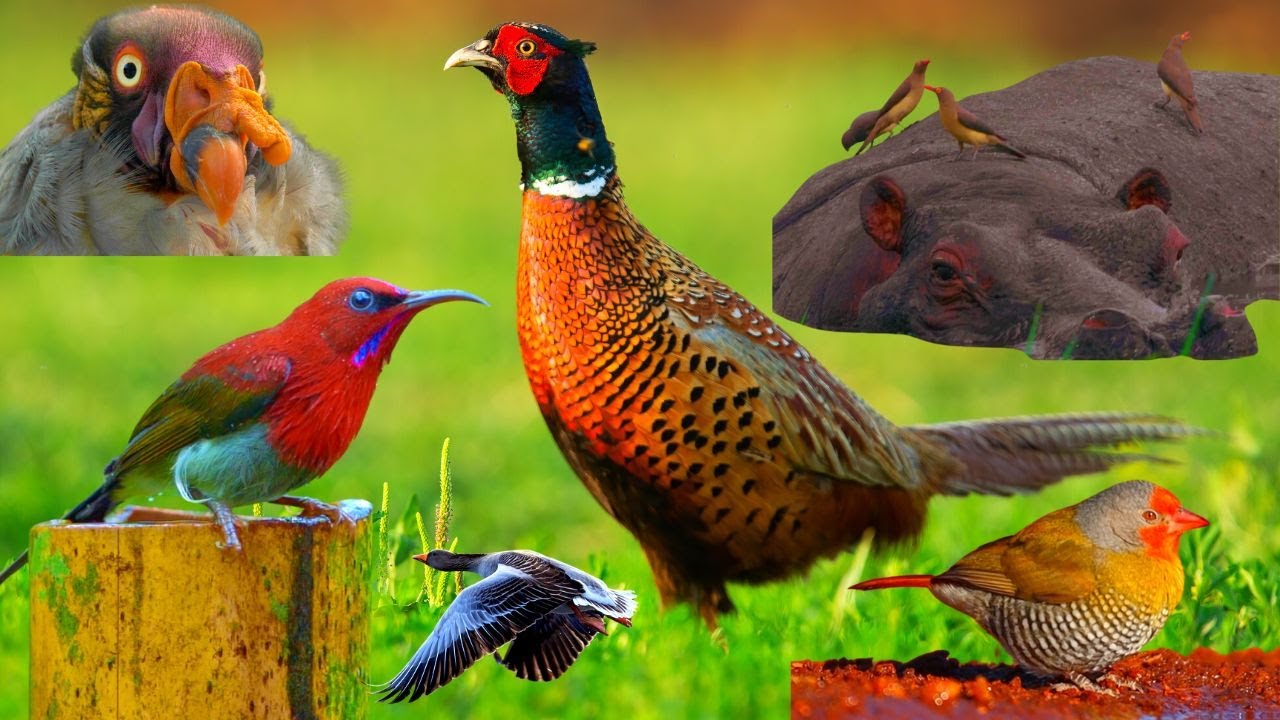 Beautiful African Colorful Birds In The Forest | Beautiful Nature ...