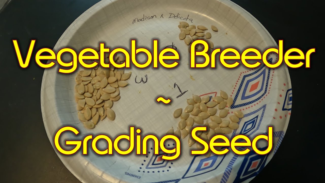 Grading Harvested Squash Seed for Next Generation - YouTube