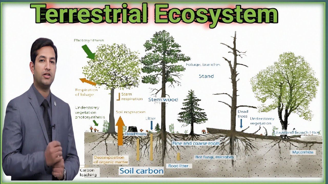 lec#4# terrestrial ecosystem by pgc - YouTube